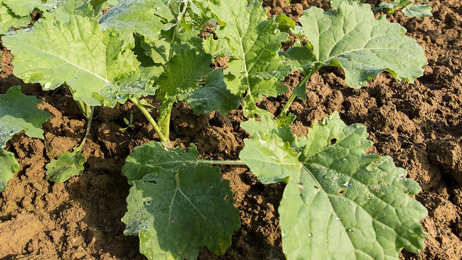 Raps - Agricultural Solutions