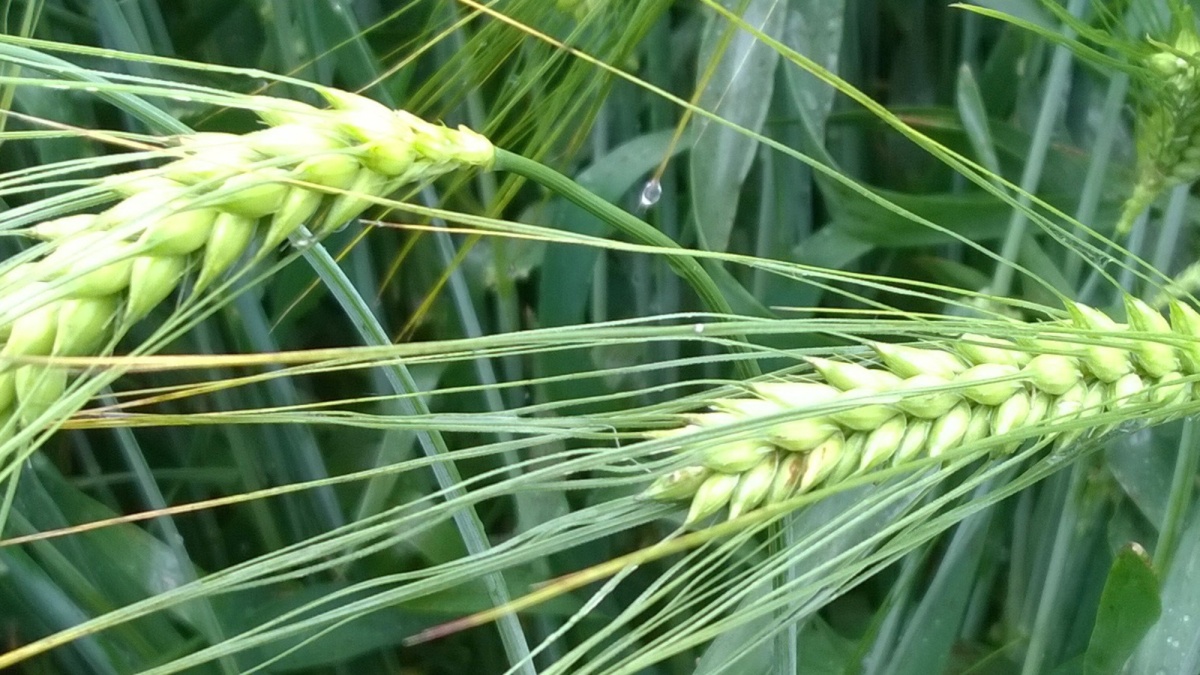 Gerste: Schädlingen vorbeugen - Agricultural Solutions