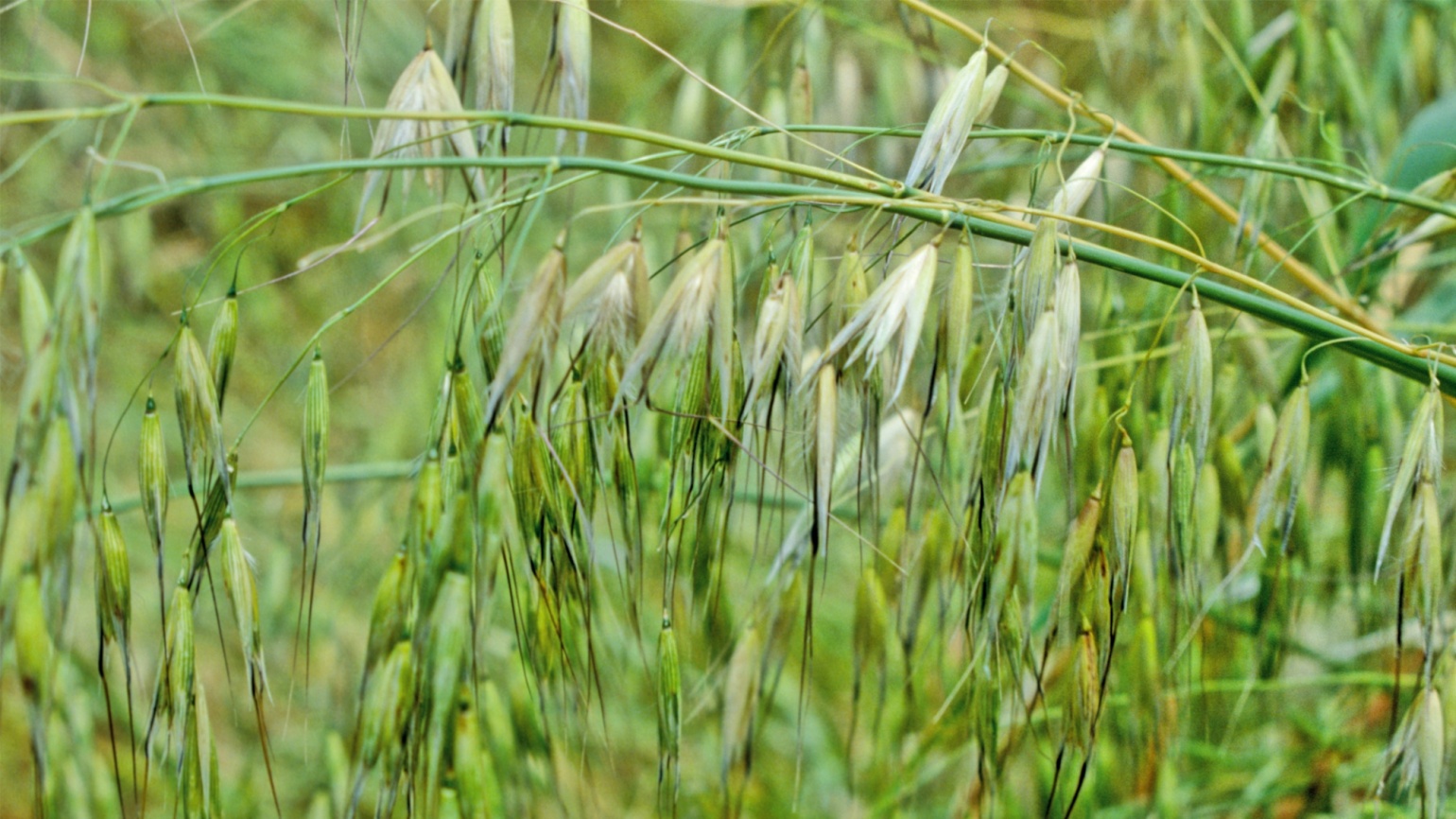 Hafer: Besonderheiten und Schutz - Agricultural Solutions