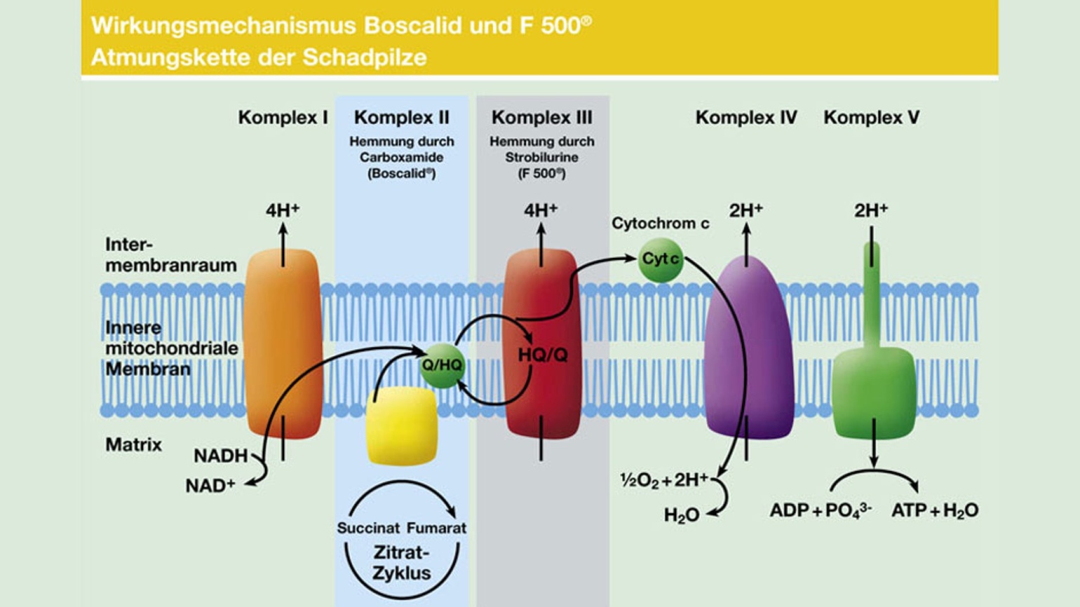 Hopfen: Krankheitsbekämpfung | Agricultural Solutions