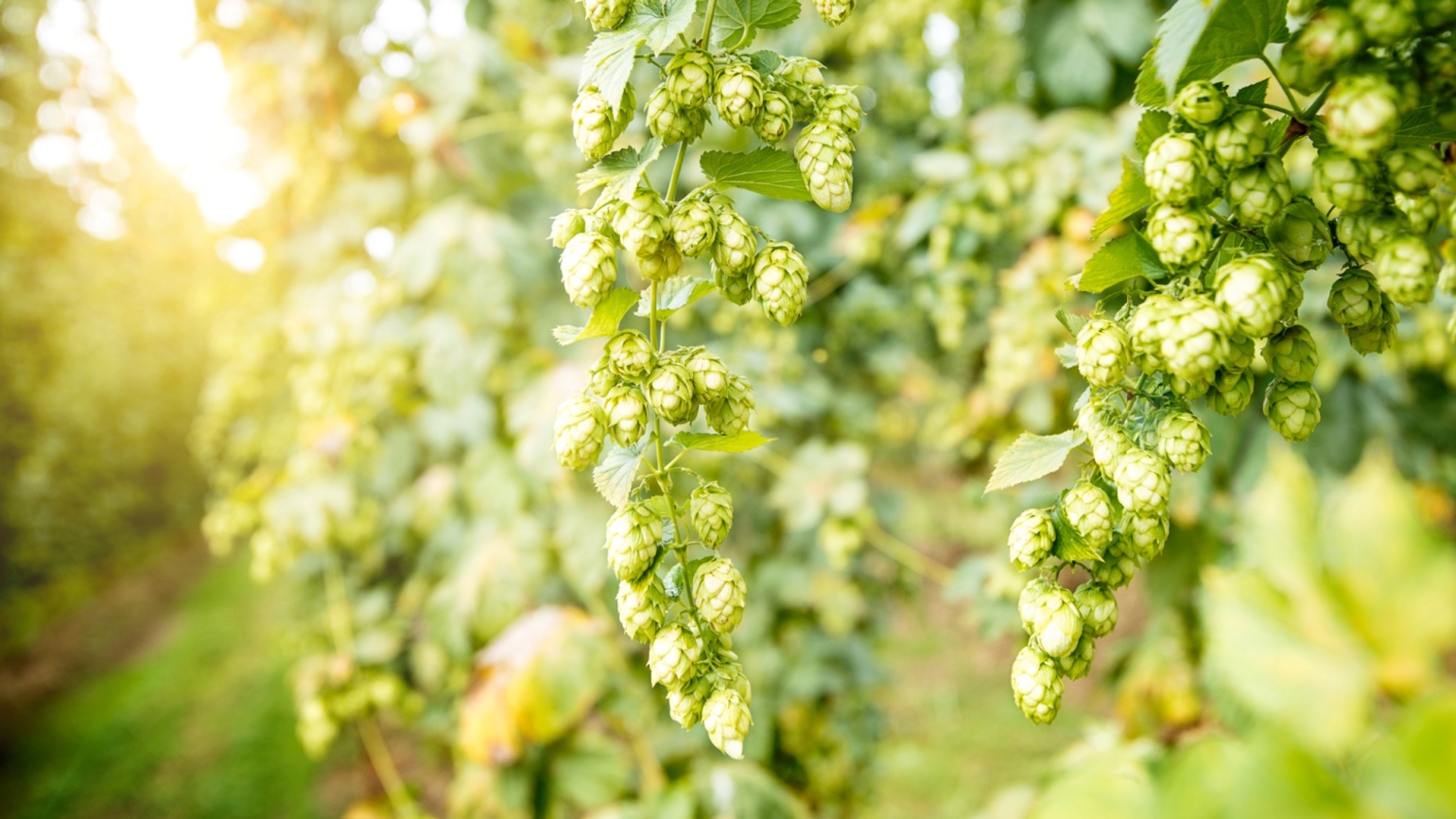 Hopfen - Agricultural Solutions