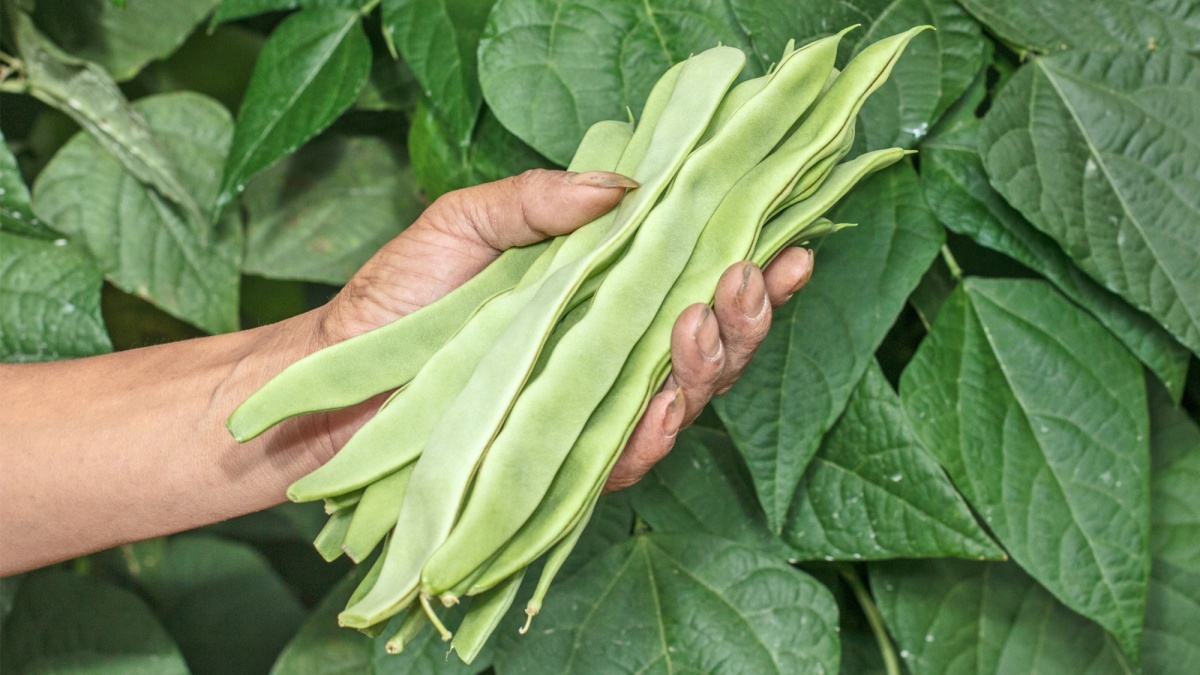 Leguminosen - Agricultural Solutions