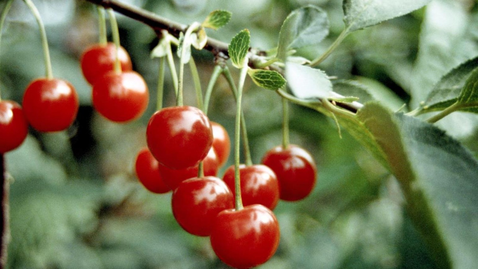 Sauerkirsche - Agricultural Solutions