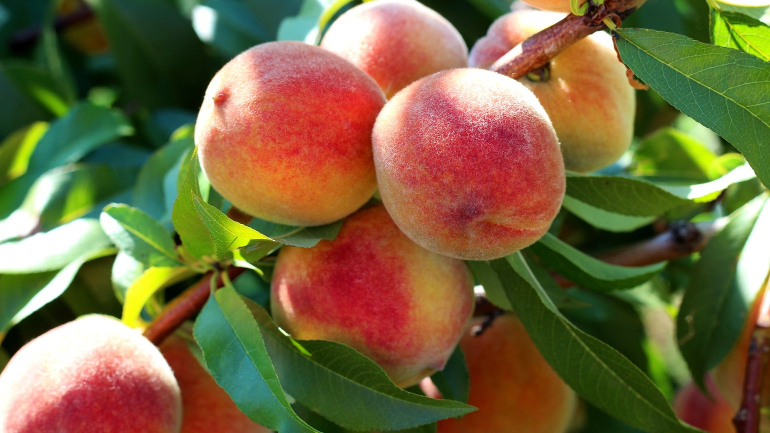 Pfirsich - Agricultural Solutions