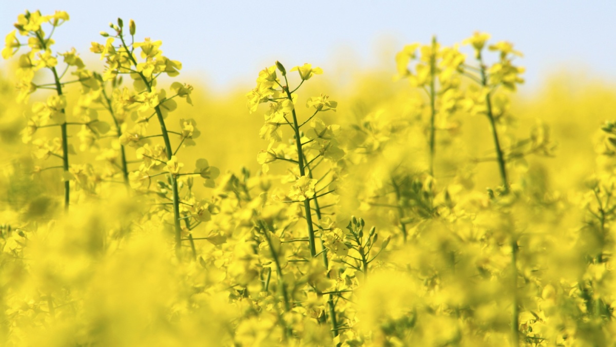 BASF Agricultural Solutions Deutschland