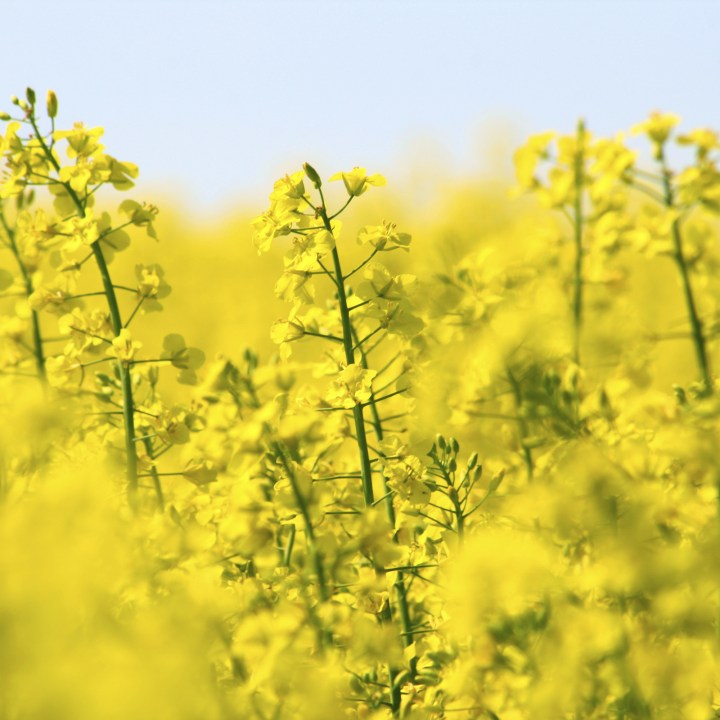 Raps - Agricultural Solutions