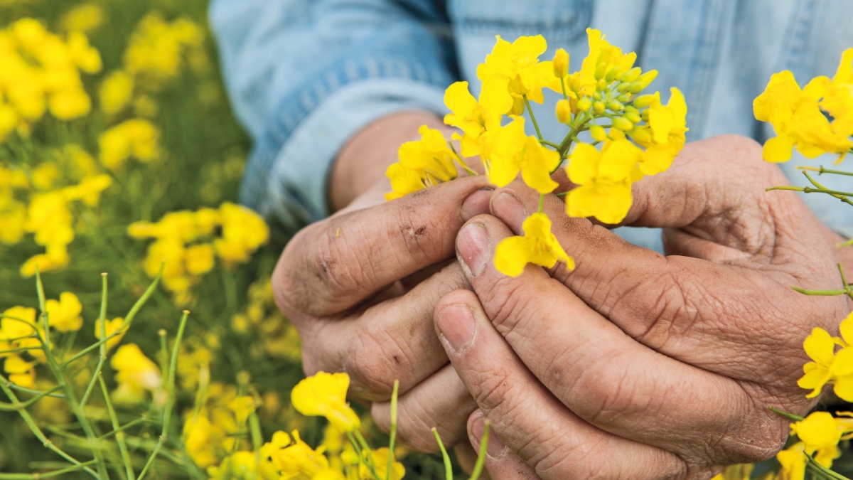 Raps - Agricultural Solutions
