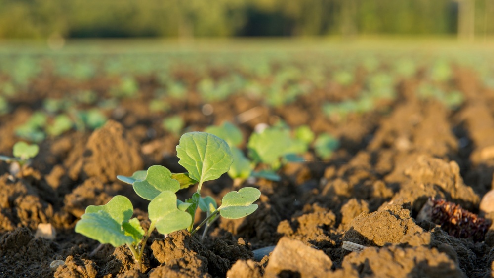 BASF Agricultural Solutions Deutschland