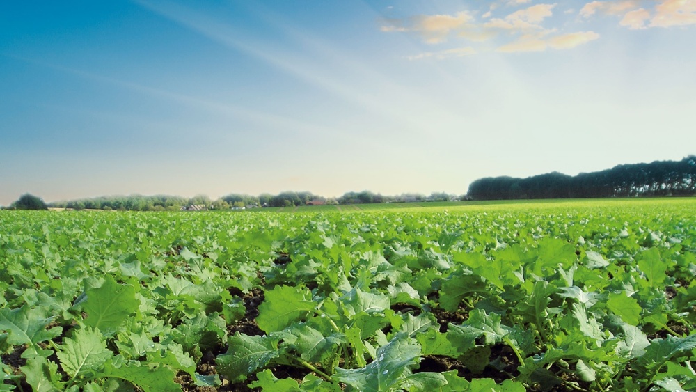 Carax® - Agricultural Solutions