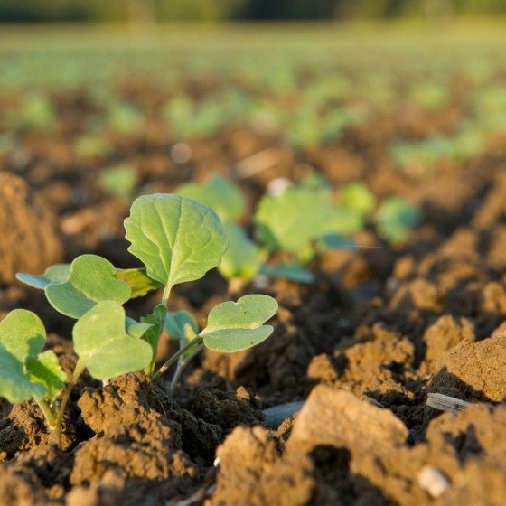 Raps - Agricultural Solutions