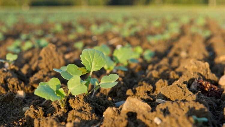 Raps - Agricultural Solutions