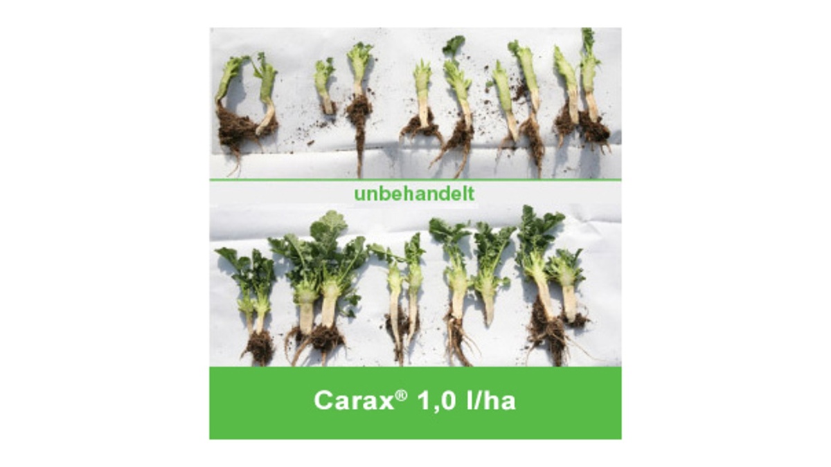 Raps: Tipps für den Herbst | BASF Agrar