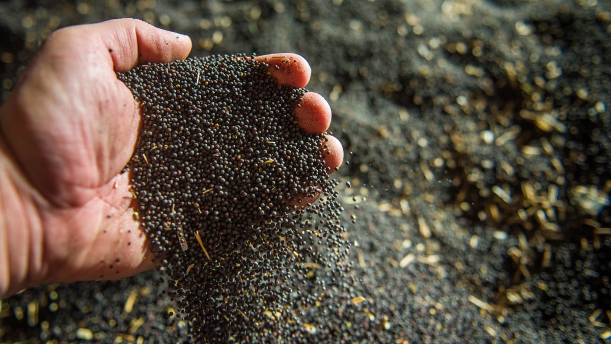 Raps - Agricultural Solutions