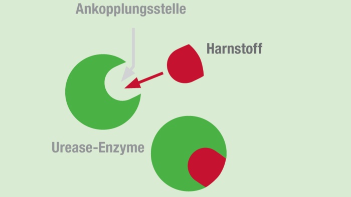 Urease-Inhibitor für Stickstoff-Effizienz
