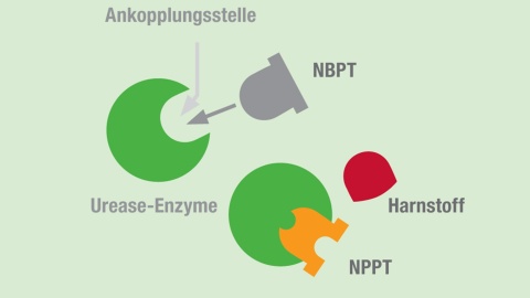 Urease-Inhibitor für Stickstoff-Effizienz