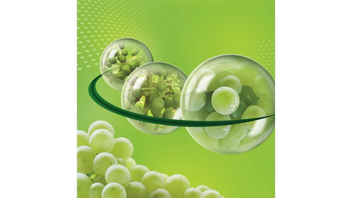 Reben: Oidiumsbekämpfung | BASF Agrar