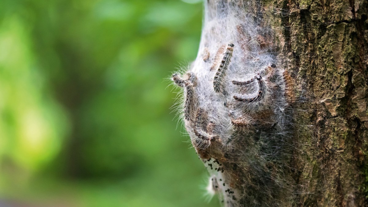 Eichenprozessionsspinner