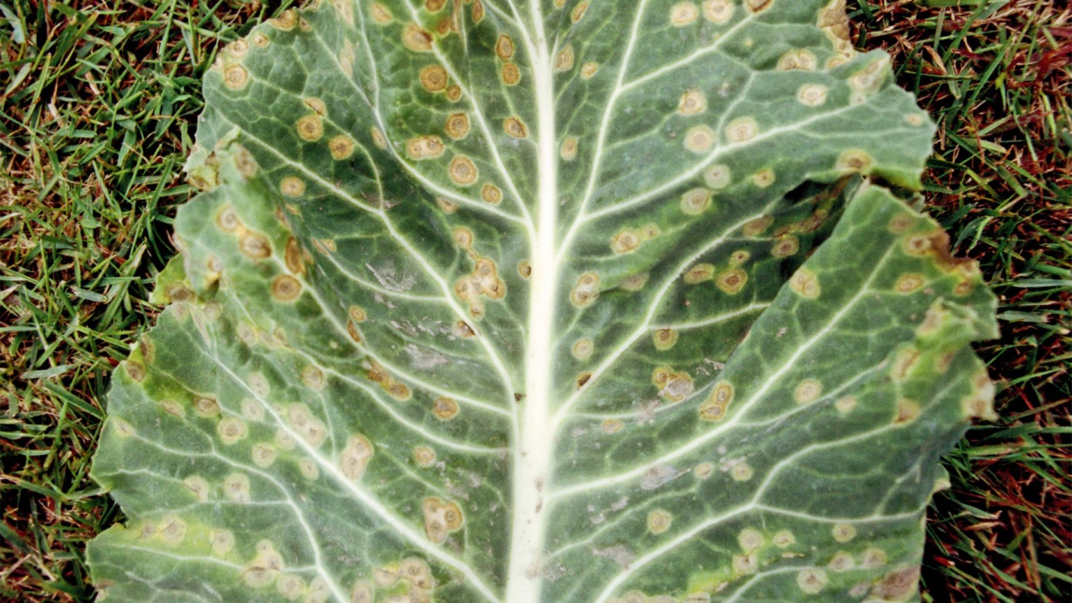 Alternaria - Agricultural Solutions