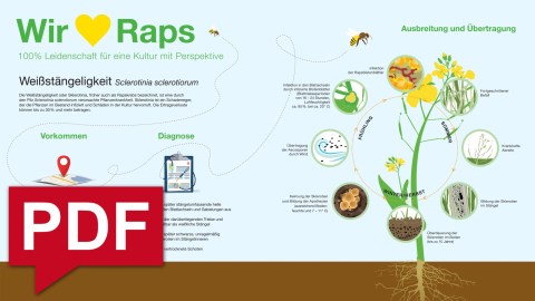 Raps: Tipps zur Blütenbehandlung I BASF Virtuelle Farm