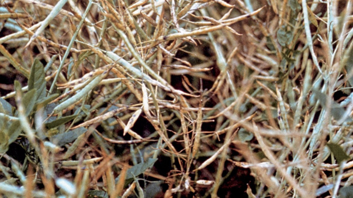 Alternaria - Agricultural Solutions