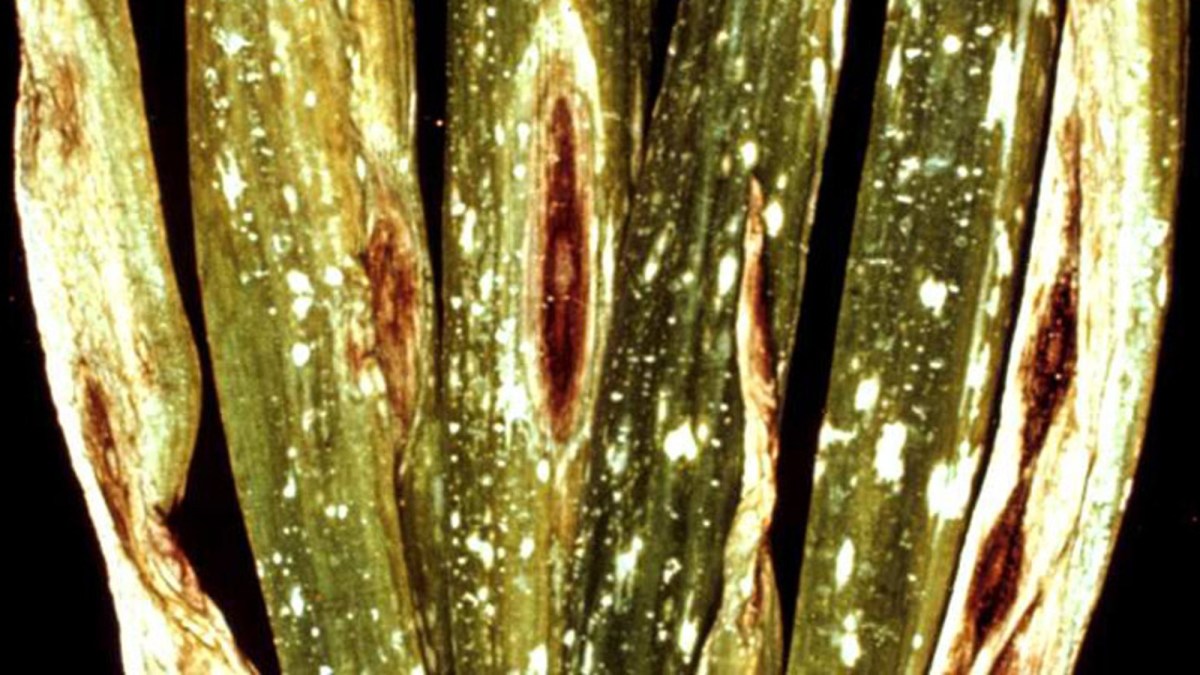 Alternaria - Agricultural Solutions