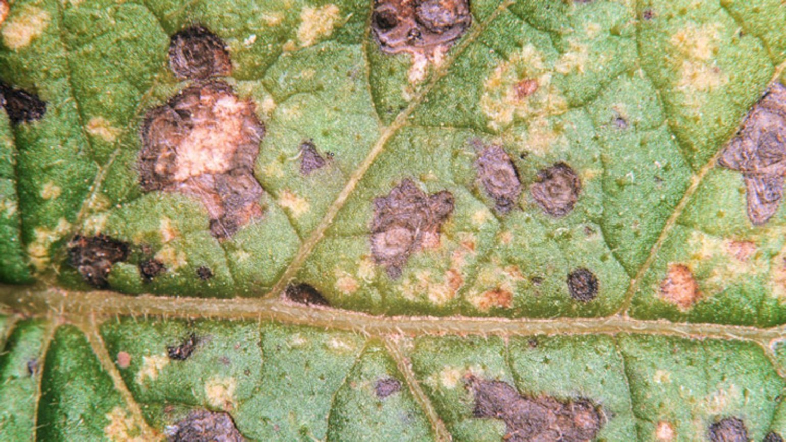 Alternaria - Agricultural Solutions