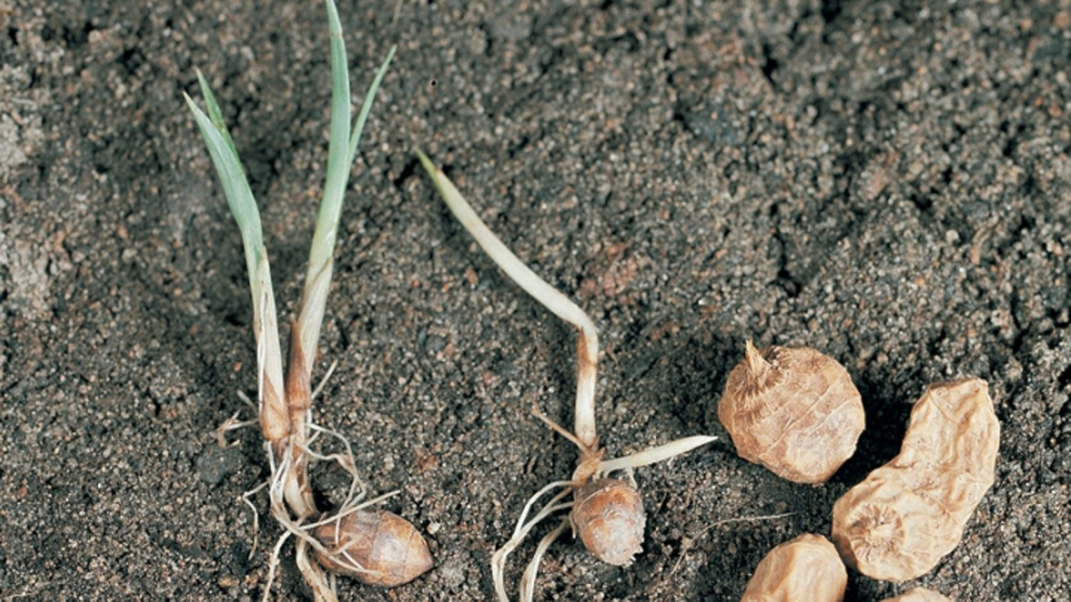 Erdmandelgras - Agricultural Solutions