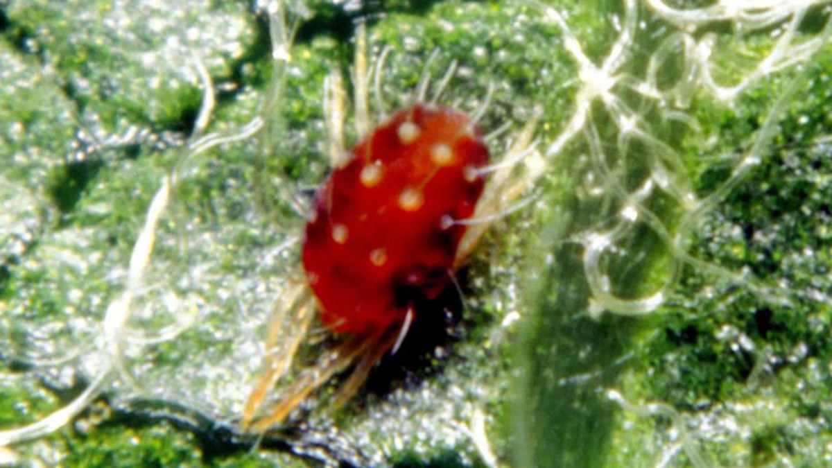 Spinne, Rote - Agricultural Solutions