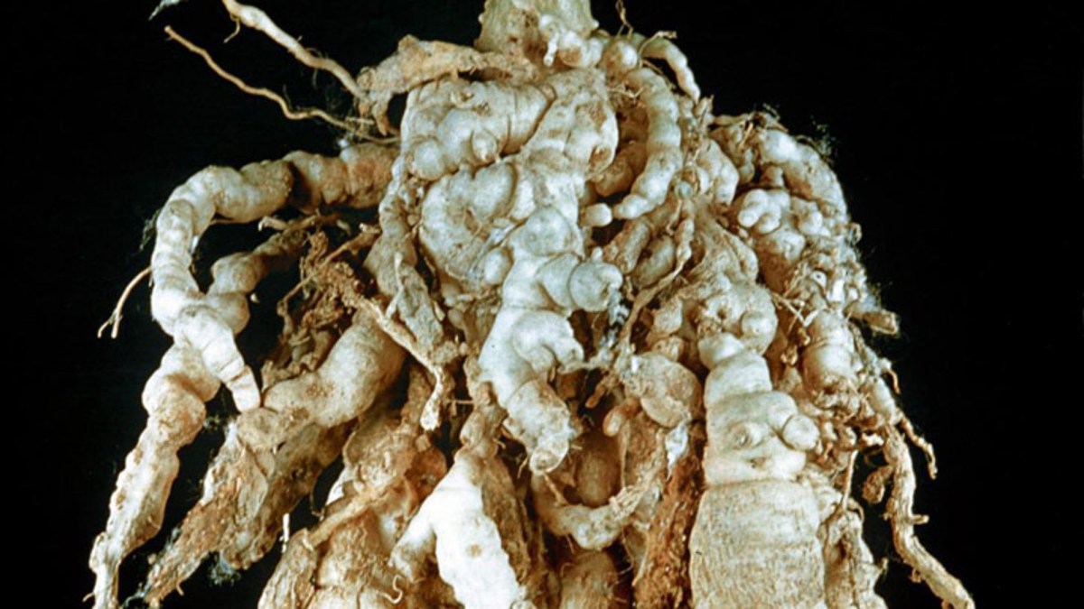 Kohlhernie - Agricultural Solutions