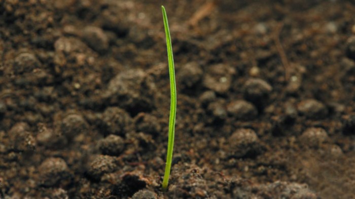 Rispe, Einjährige - Agricultural Solutions