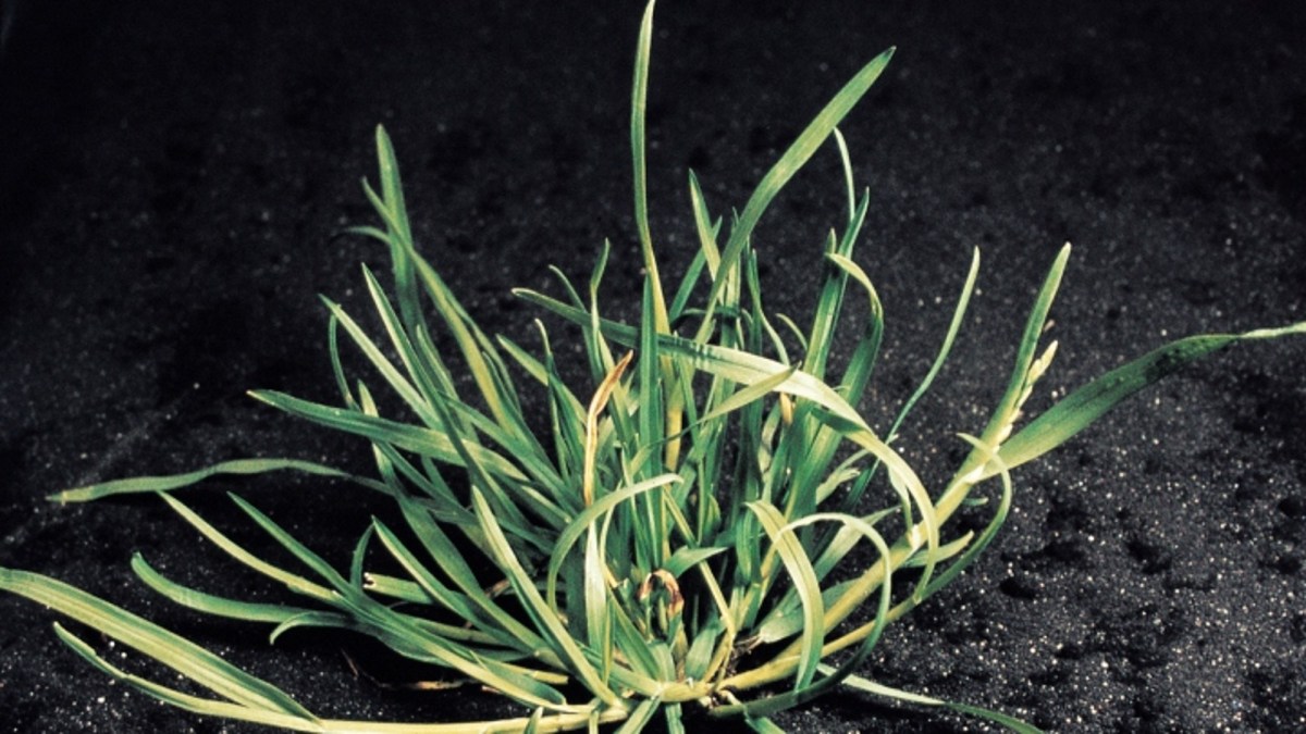 Rispe, Einjährige - Agricultural Solutions