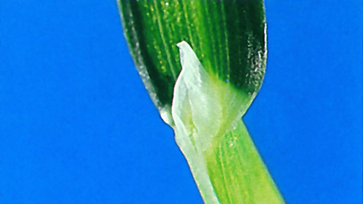 Rispe, Einjährige - Agricultural Solutions