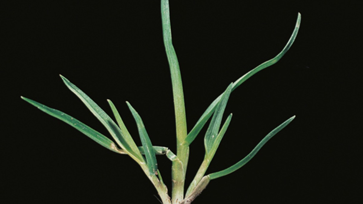 Rispen - Agricultural Solutions