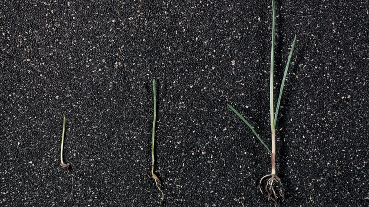 Rispe, Gemeine - Agricultural Solutions