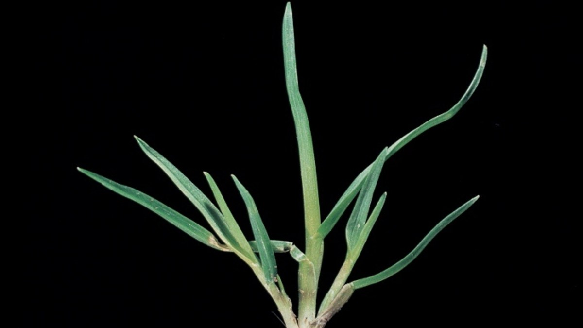 Rispe, Gemeine - Agricultural Solutions