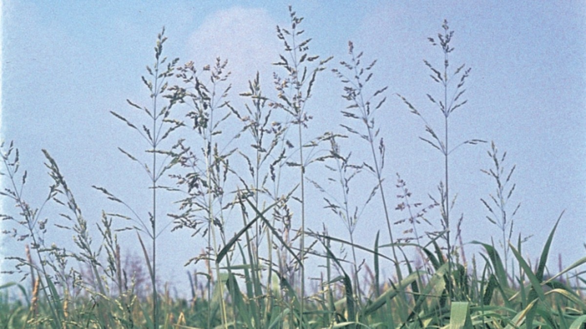 Rispe, Gemeine - Agricultural Solutions