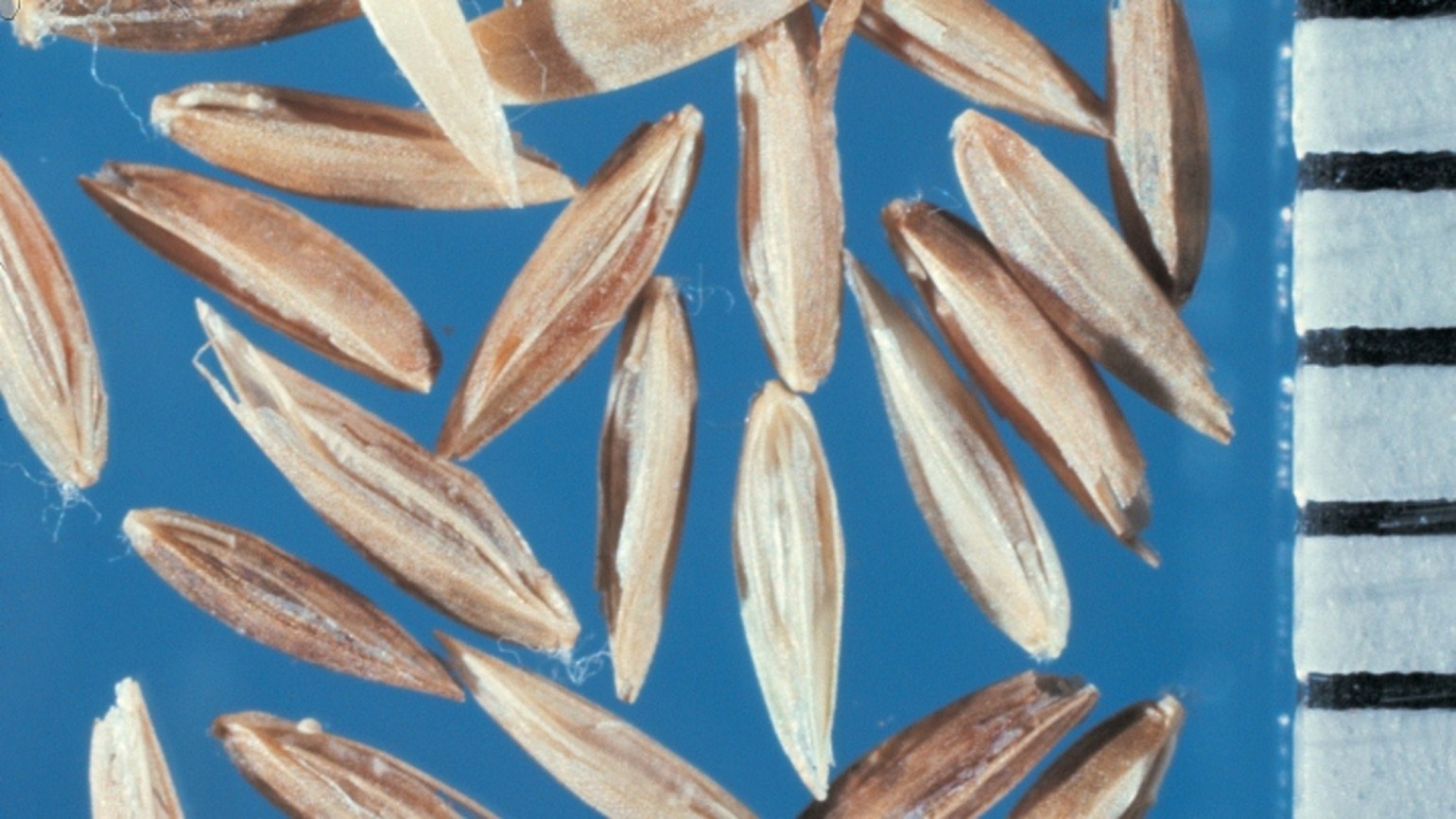 Rispe, Gemeine - Agricultural Solutions