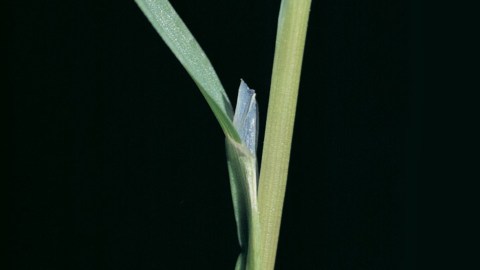 Rispe, Gemeine - Agricultural Solutions