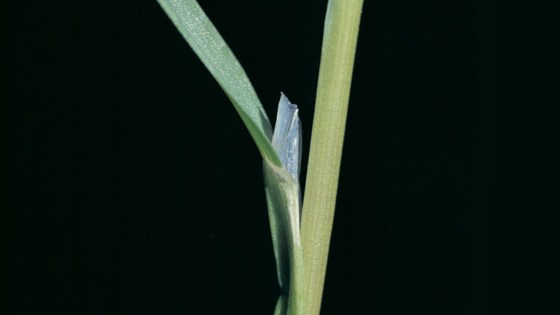 Rispe, Gemeine - Agricultural Solutions