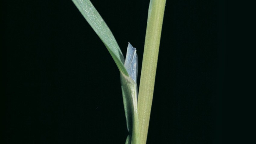 Rispe, Gemeine - Agricultural Solutions