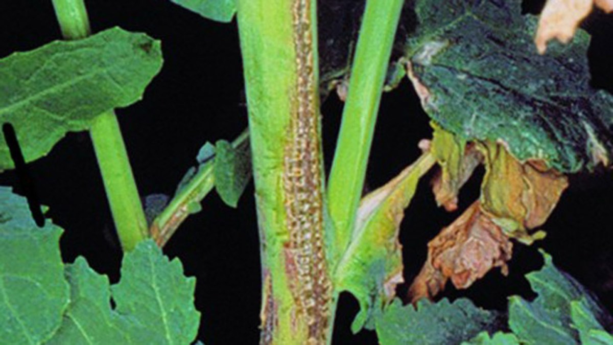 Blattfleckenkrankheit, Raps - Agricultural Solutions