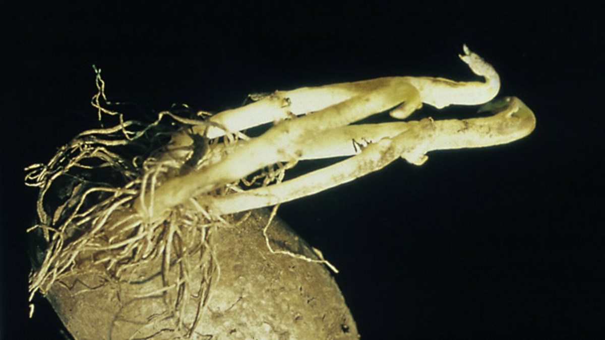 Rhizoctonia solani - Agricultural Solutions