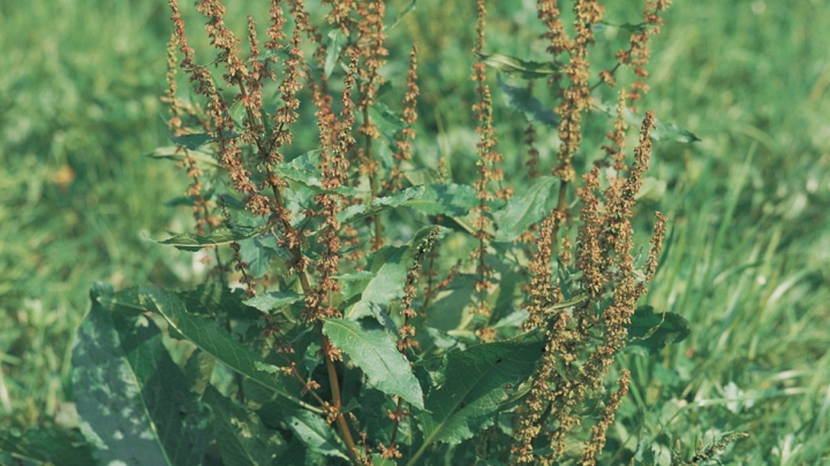 Ampfer, Stumpfblättriger - Agricultural Solutions