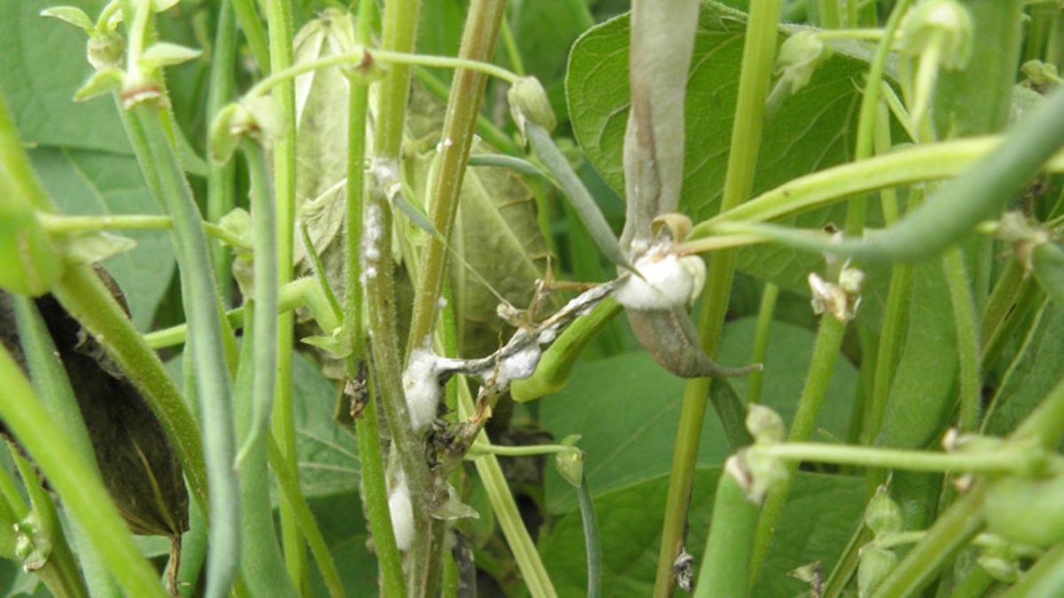 Sclerotinia sclerotiorum - Agricultural Solutions