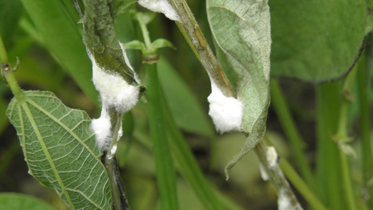 Sclerotinia sclerotiorum - Agricultural Solutions