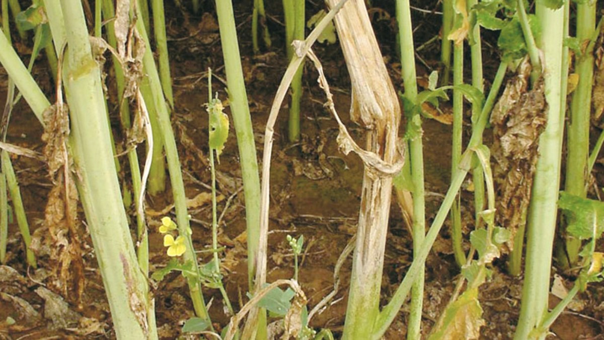 Sclerotinia sclerotiorum - Agricultural Solutions