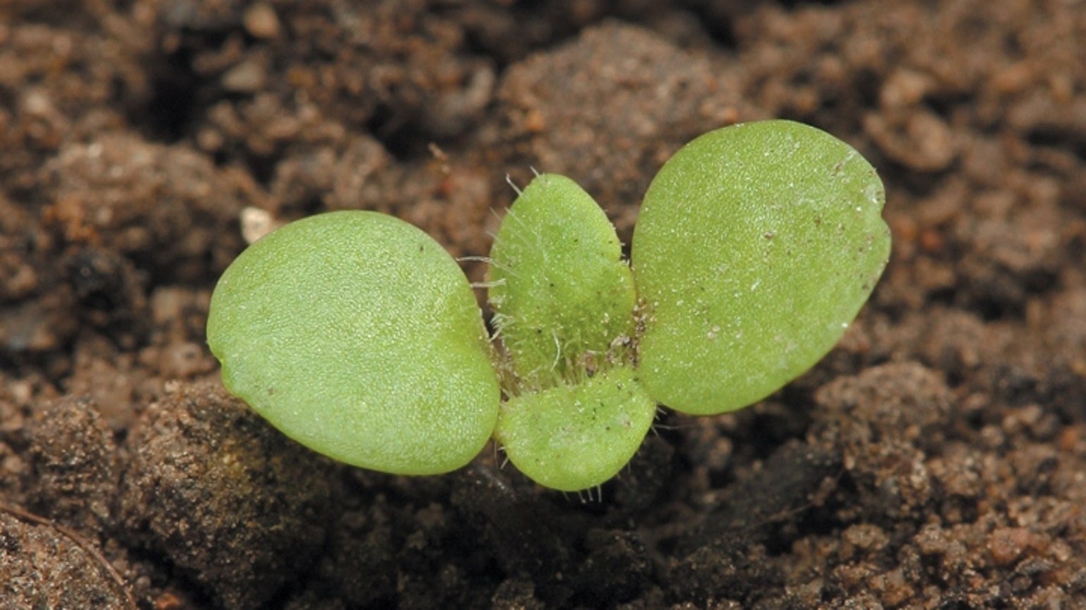 Ehrenpreis, Feld- - Agricultural Solutions