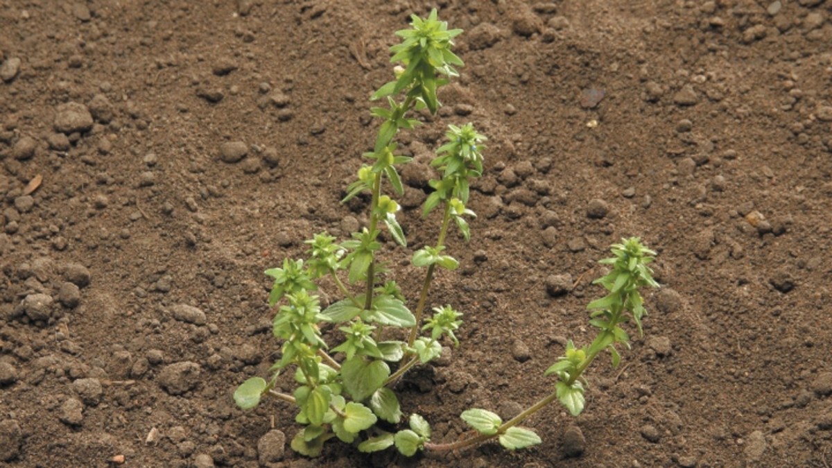 Ehrenpreis, Feld- - Agricultural Solutions