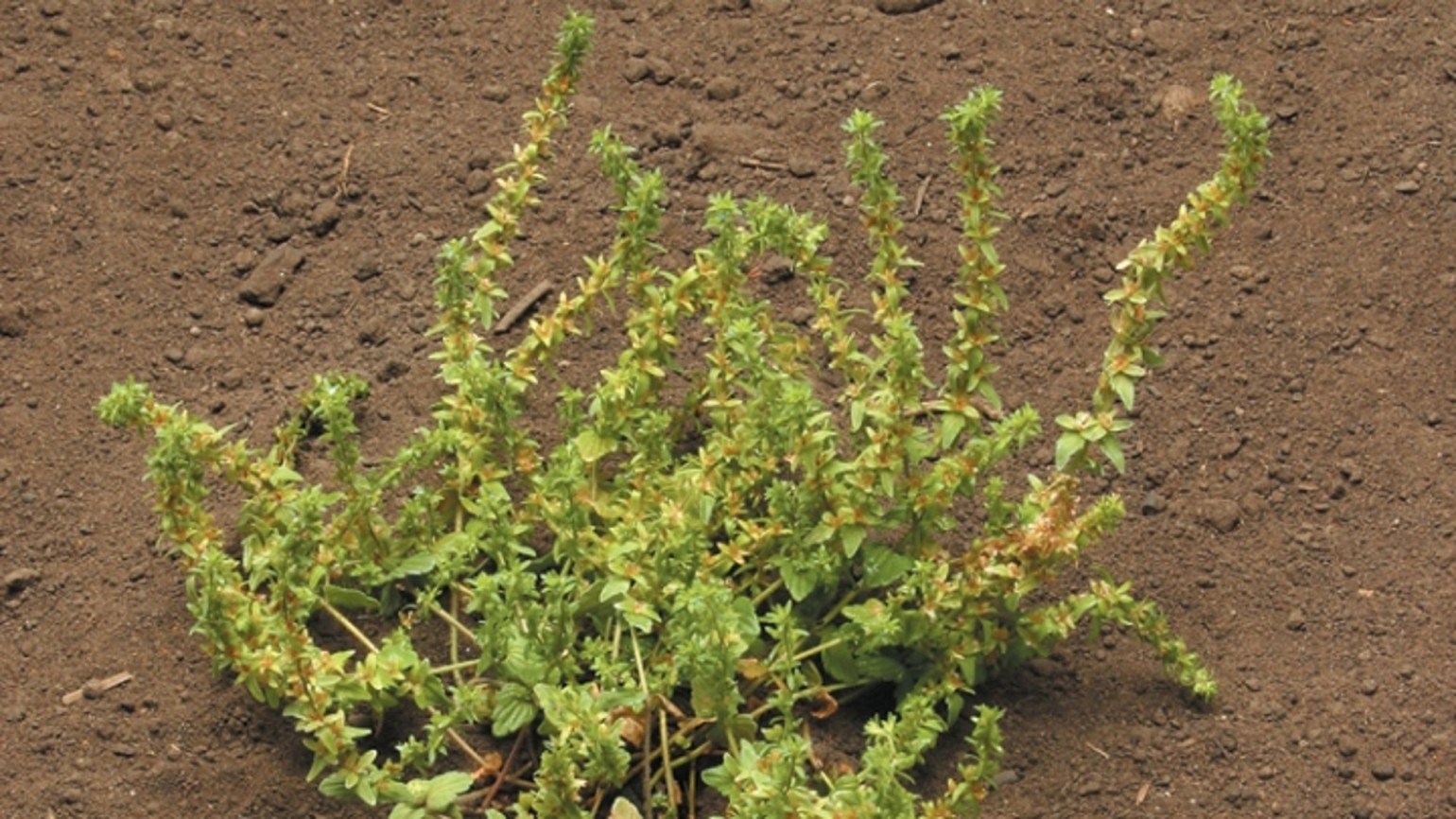 Ehrenpreis, Feld- - Agricultural Solutions